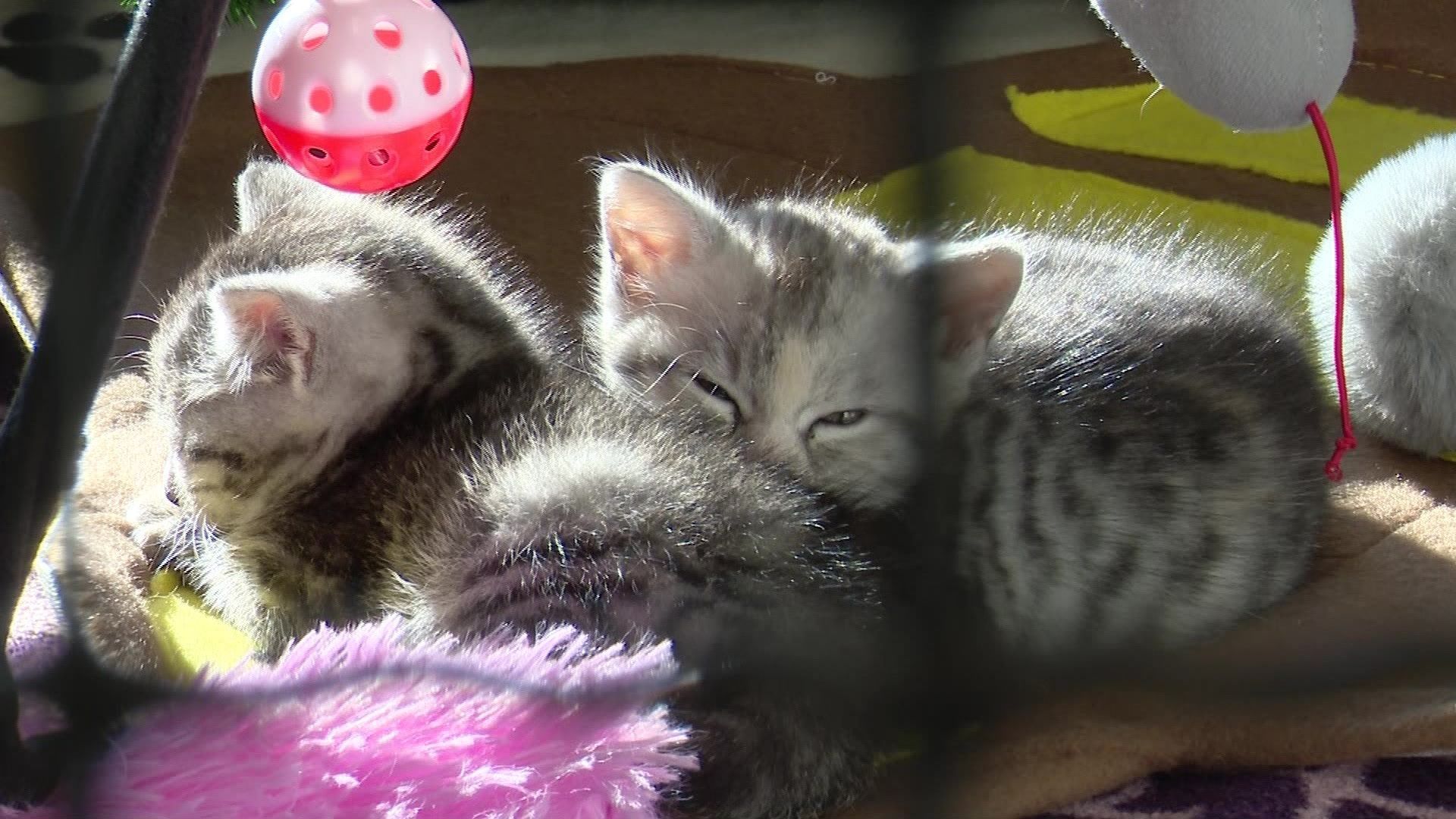 Video: Katzen bei Minusgraden ausgesetzt: Tierheim schlägt Alarm